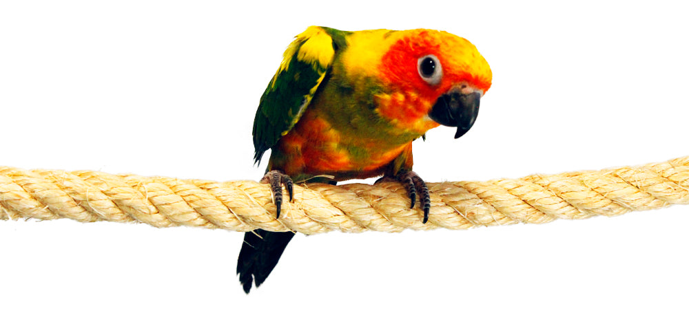Birds LOVE Sisal Perches | Golden Cockatoo