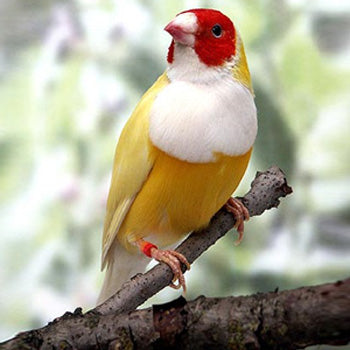 Australian Yellow Gouldian Finch